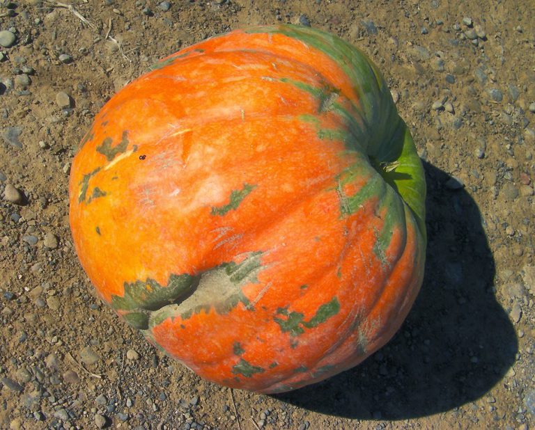 Primera calabaza cosechada - Portal Jardín. Jardín, Huerto y Cocina.