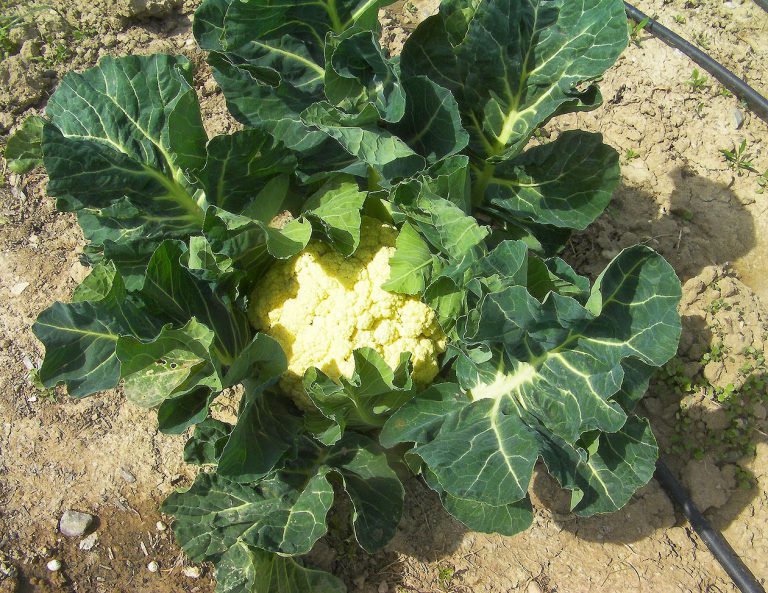 brasicáceas archivos - Portal Jardín. Jardín, Huerto y Recetas de Cocina.