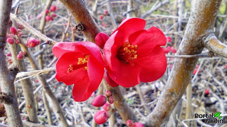 El membrillero japonés desafía al frío - Portal Jardín. Jardín, Huerto ...