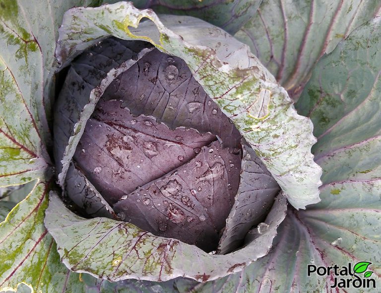 Col lombarda, cultivo y propiedades. Portal Jardín. Huerto y Jardín.