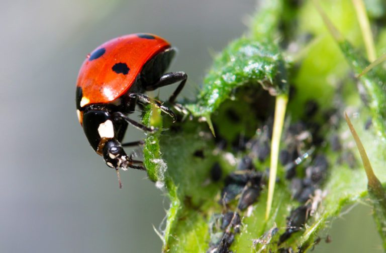 Plantas que atraen insectos beneficiosos a nuestro jardín y huerto