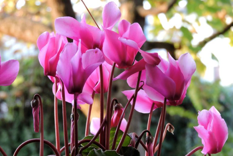 Flores de invierno de exterior que soportan bien el frío y son fáciles ...