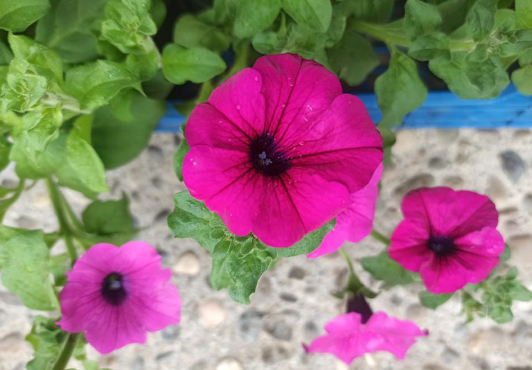 Las mejores plantas con flores de fácil cuidado para tu casa