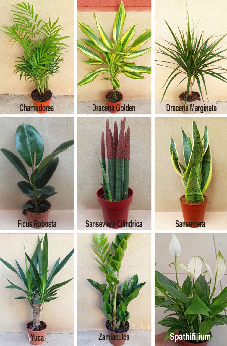 Plantas para decorar y purificar cada habitación de tu hogar