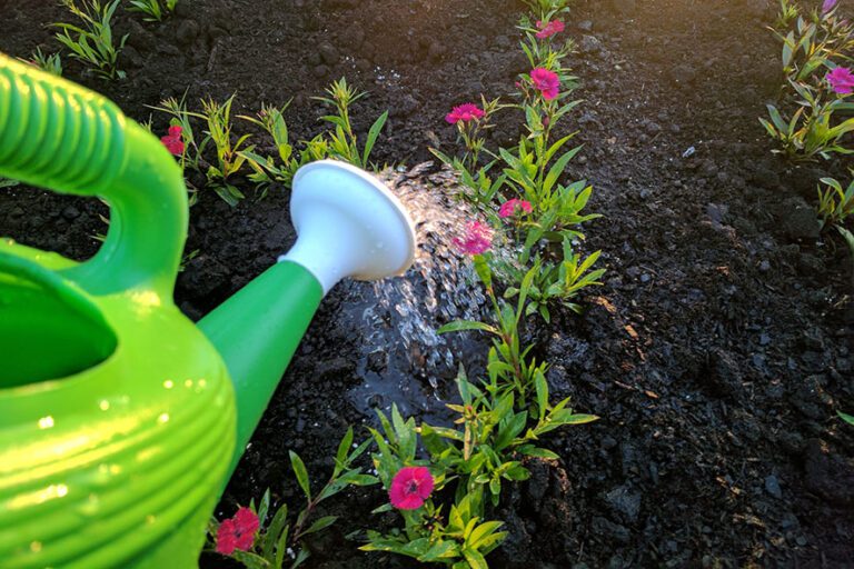 Regar con agua de lluvia las plantas, tu huerto y tu jardín