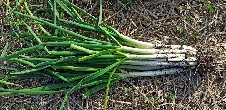 Cultivo de calçots. Cómo se cocinan y qué propiedades tienen.